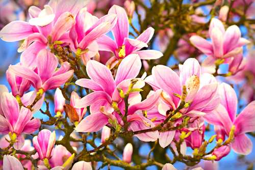 Magnolia Perfume Note - Floral Color Accord | Aura Perfumery